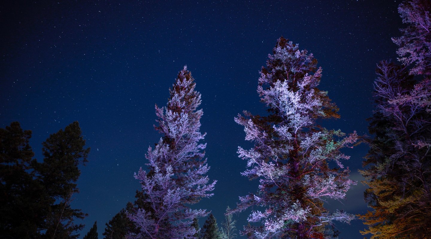 Jasper Creature Return | Tourism Jasper