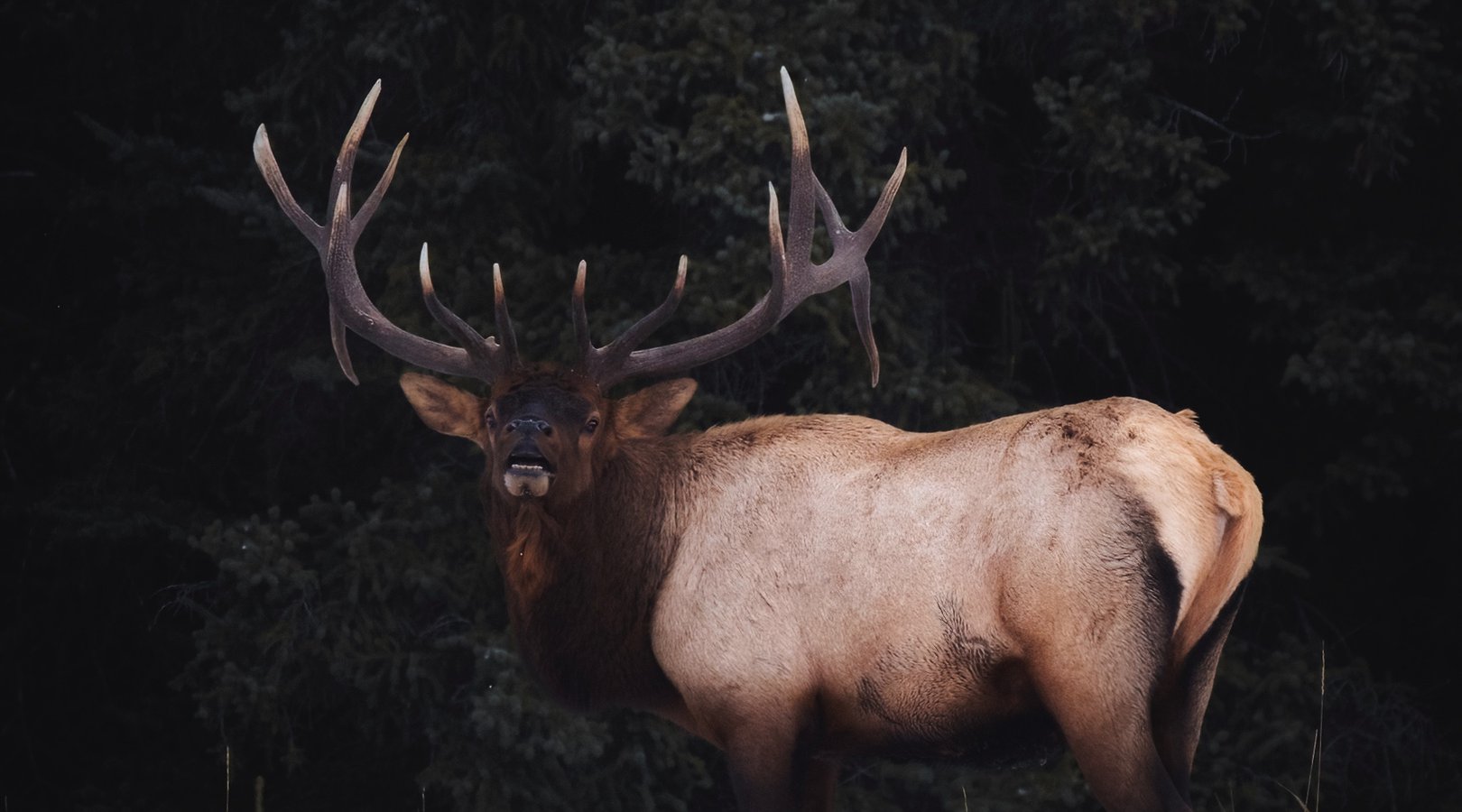 Jasper Creature Return | Tourism Jasper