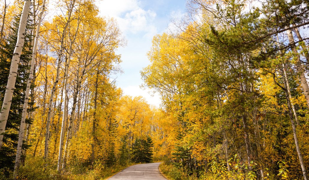 10 places to see fall colours in Jasper | Tourism Jasper