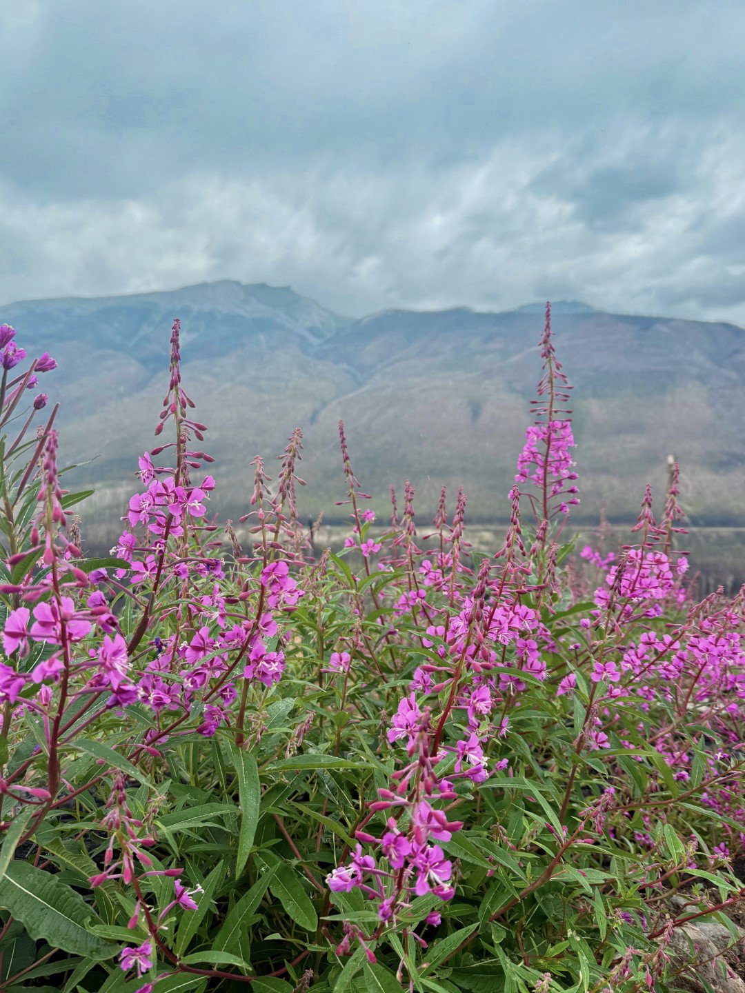 Where to find wildflowers in Jasper National Park | Tourism Jasper