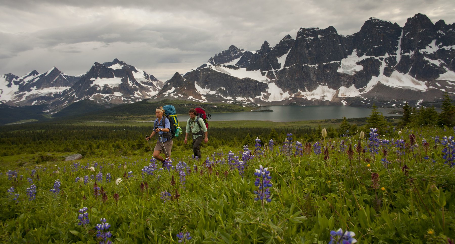 Where to find wildflowers in Jasper National Park | Tourism Jasper