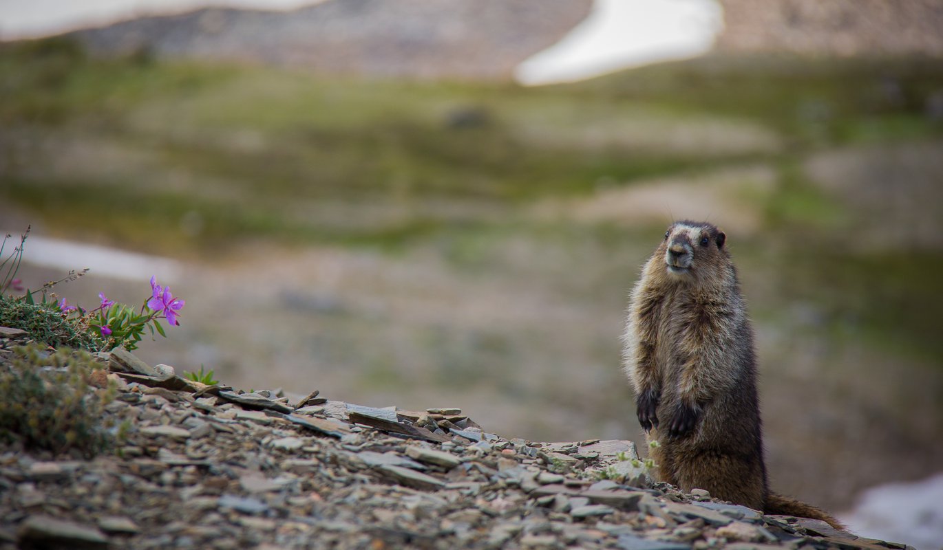 Jasper's August Photos of the Month | Tourism Jasper