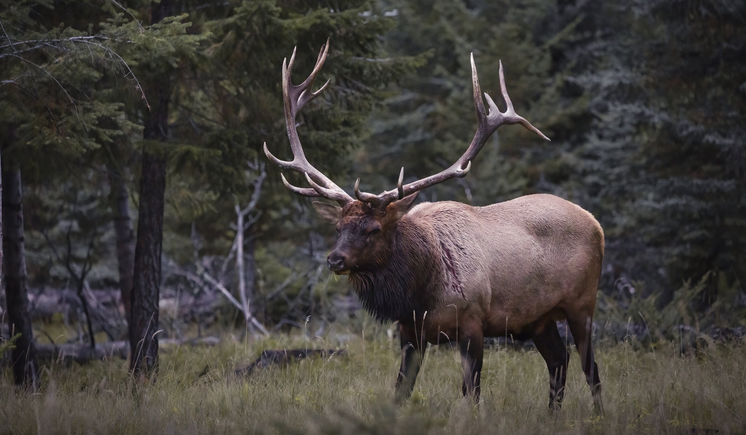 Is a Wildlife Tour worth it? Photographer Seth Macey shares his Jasper ...