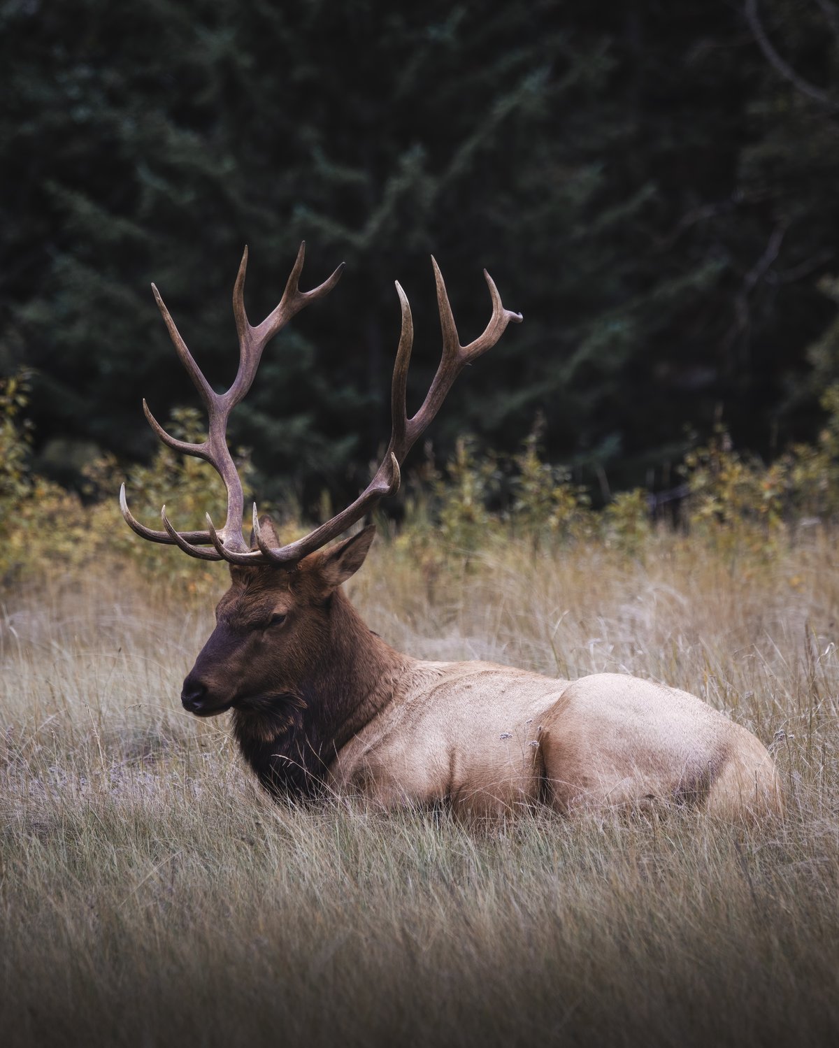Is a Wildlife Tour worth it? Photographer Seth Macey shares his Jasper ...