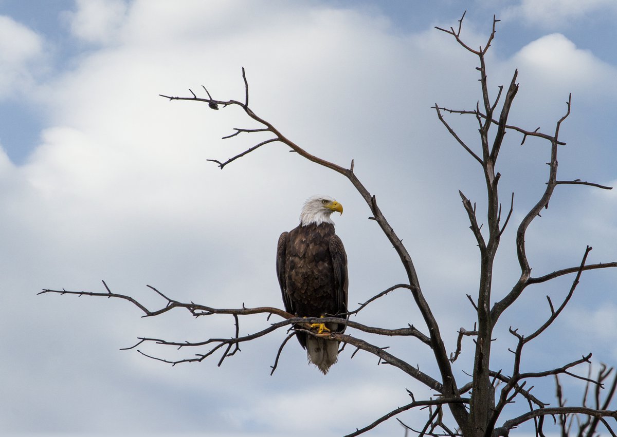 Is a Wildlife Tour worth it? Photographer Seth Macey shares his Jasper ...