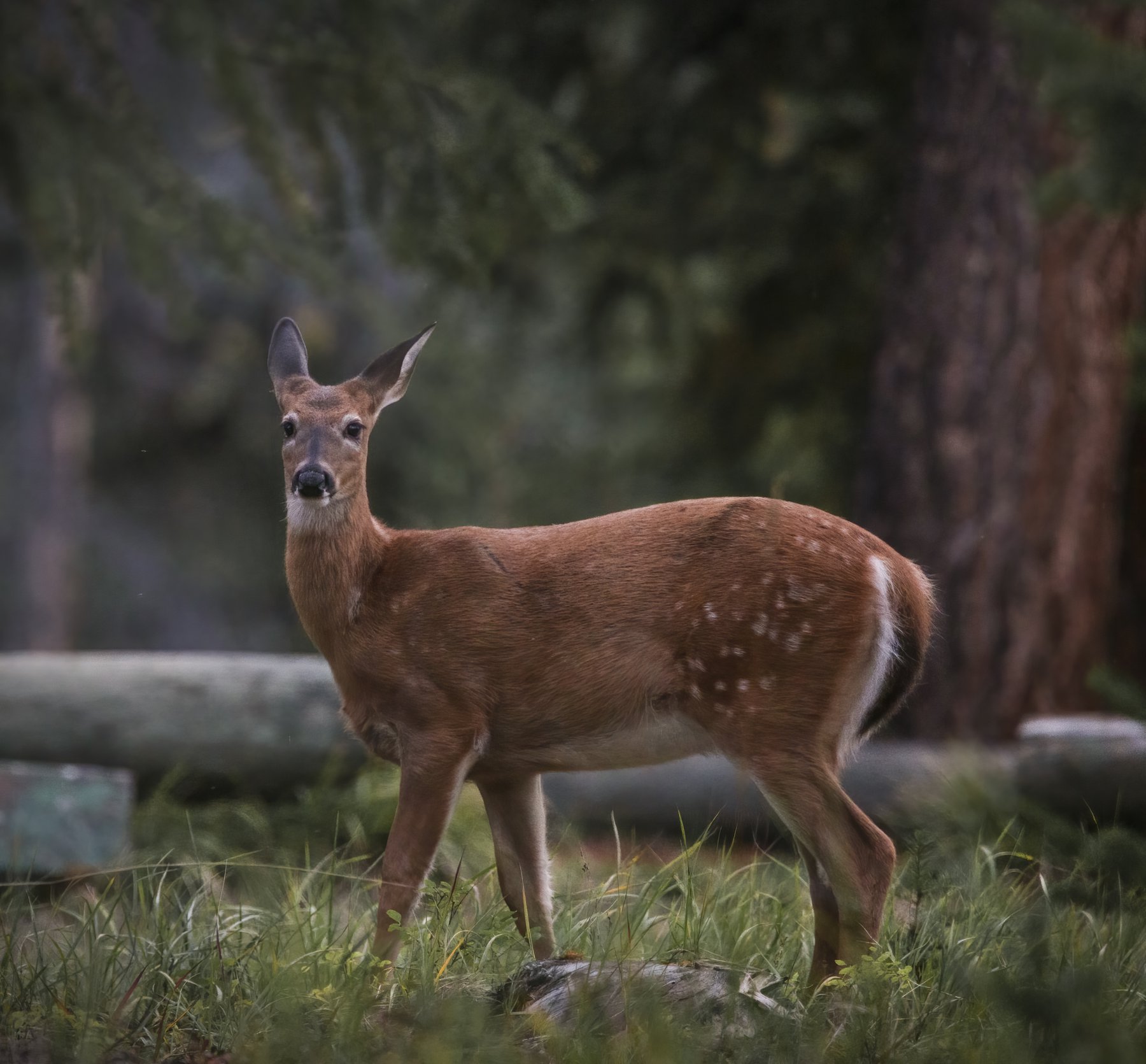 Is a Wildlife Tour worth it? Photographer Seth Macey shares his Jasper ...