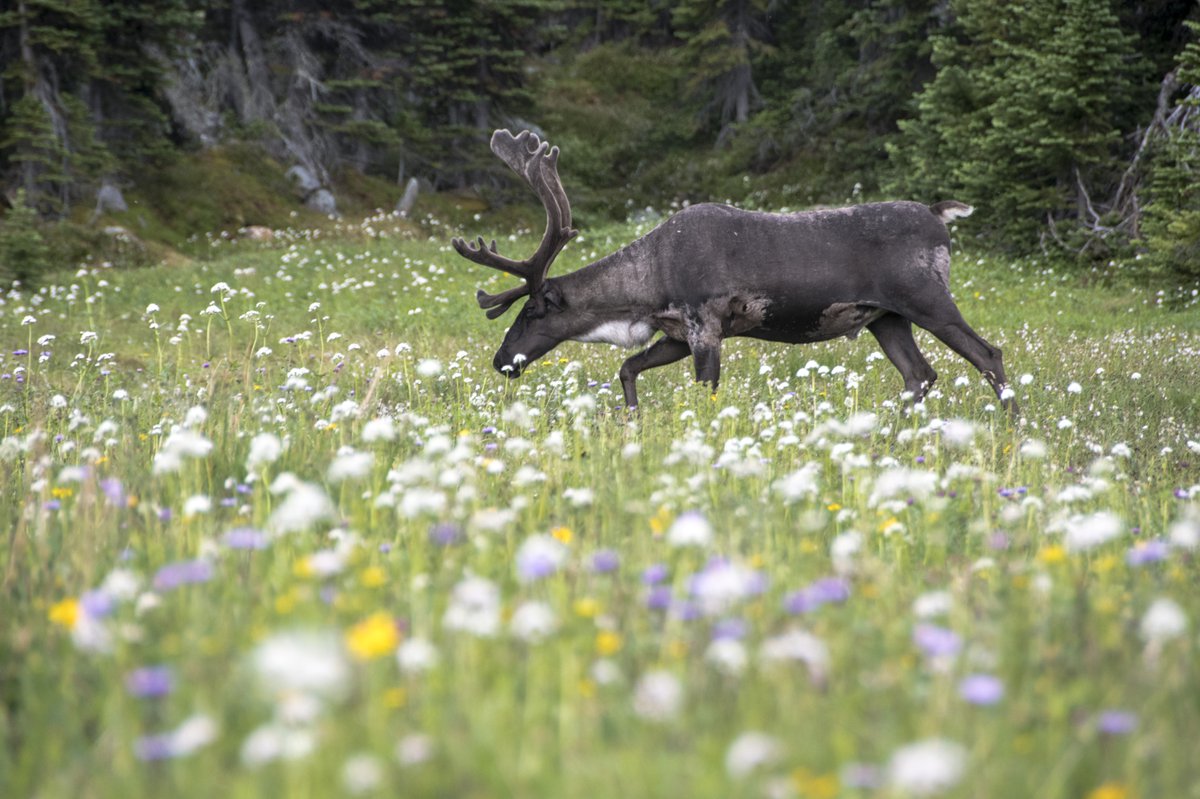 Spring Wildlife Viewing in Jasper National Park: How to See Bears, Elk ...