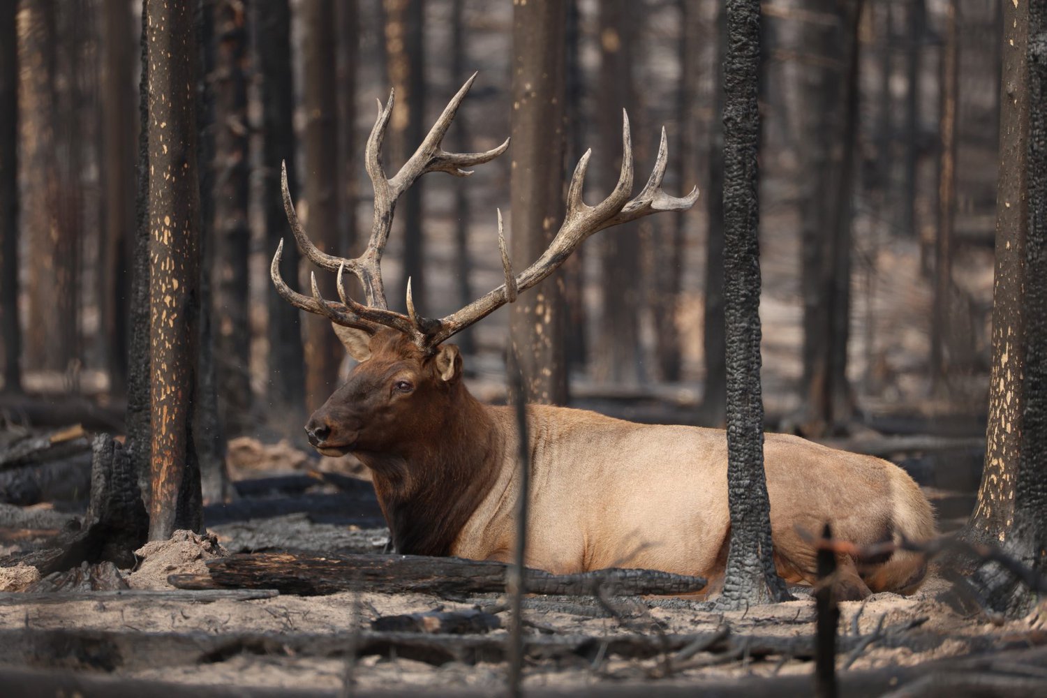 Jasper Wildfire | Tourism Jasper