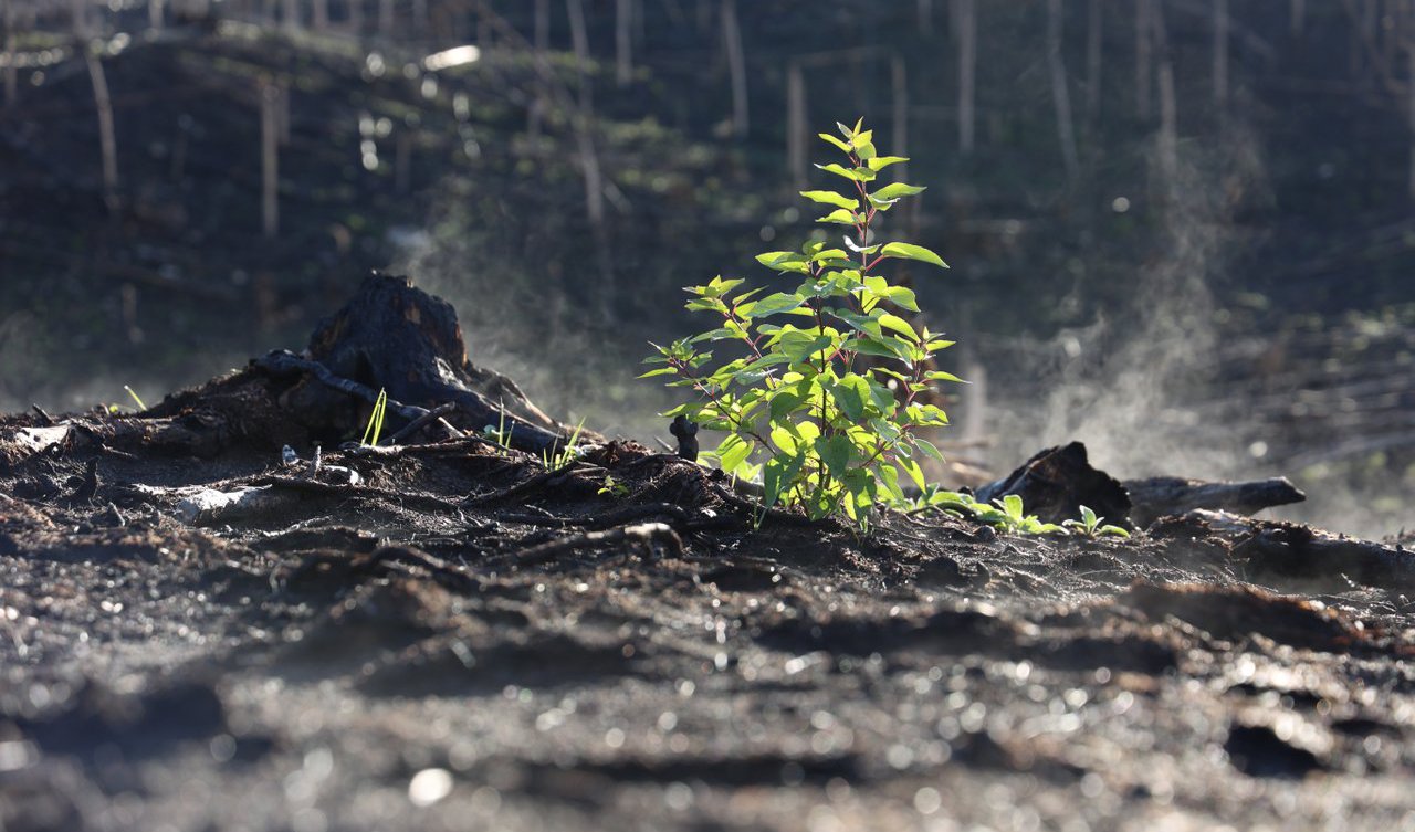 Jasper Wildfire | Tourism Jasper