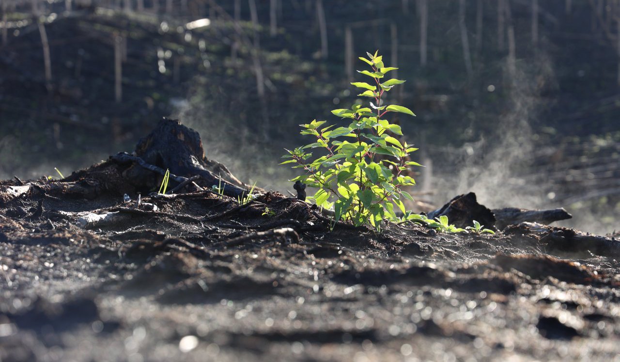 Jasper Wildfire | Tourism Jasper