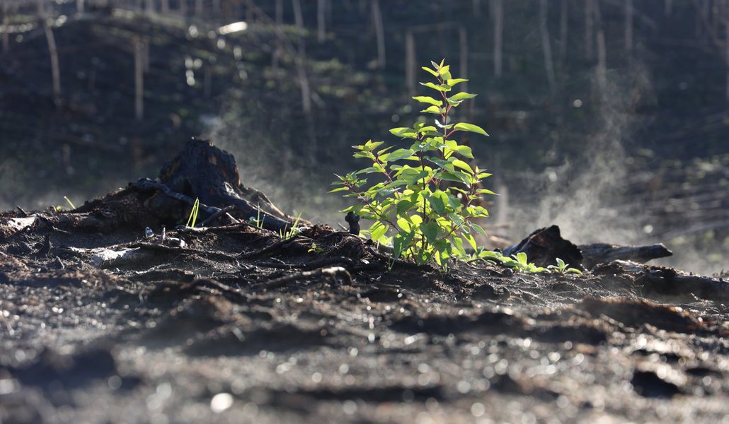 Jasper Wildfire | Tourism Jasper