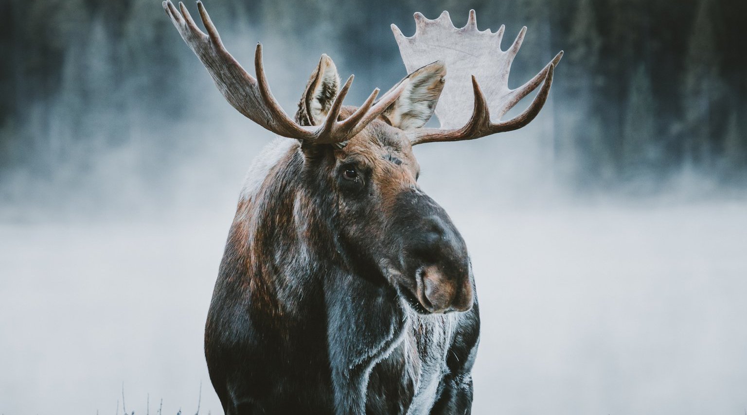 Jasper National Park | Official Guide | Tourism Jasper