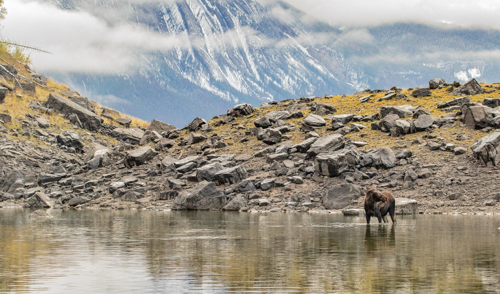 Spring Wildlife Viewing in Jasper National Park: How to See Bears, Elk ...
