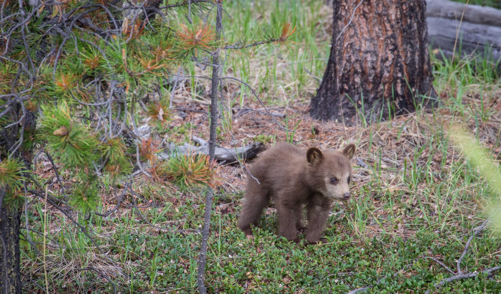 Spring in Jasper | Tourism Jasper