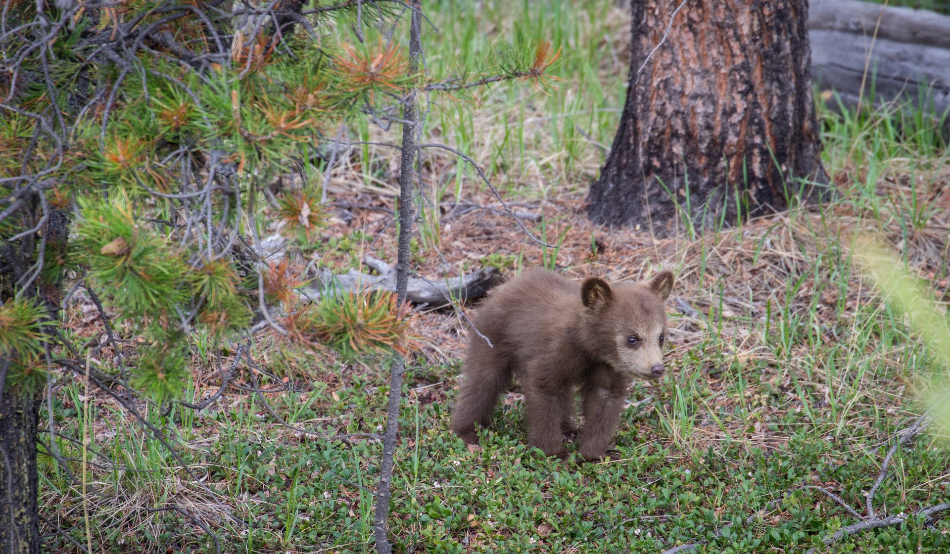 Spring in Jasper | Tourism Jasper