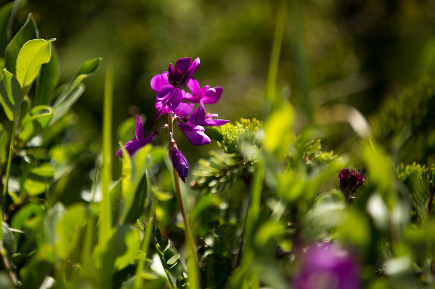 How to see wildflowers in Jasper National Park | Tourism Jasper