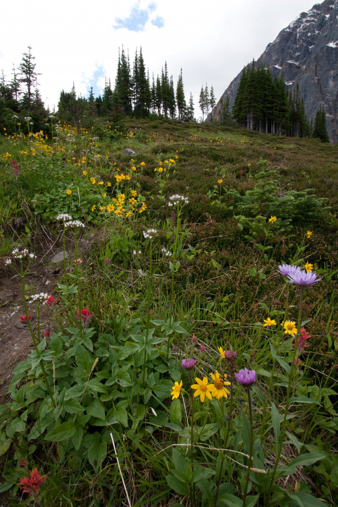 Where to find wildflowers in Jasper National Park | Tourism Jasper