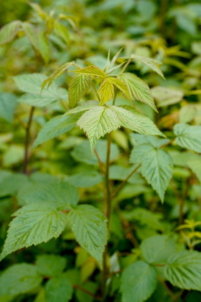 Meet a Jasper local: Matricia Bauer | Tourism Jasper