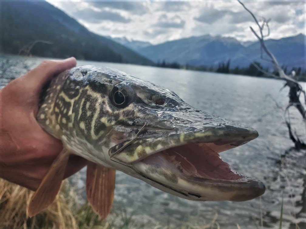 Talbot Lake Northern Pike Fishing | Tourism Jasper