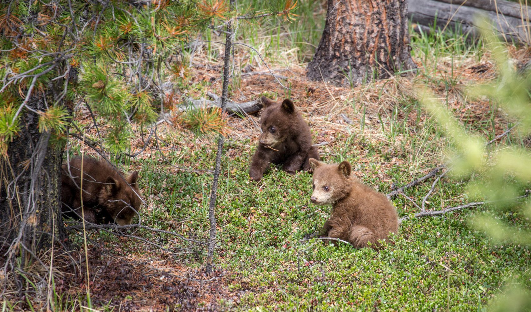 Spring in Jasper | Tourism Jasper