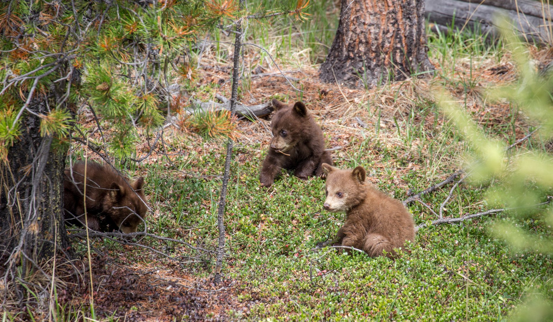 Spring in Jasper | Tourism Jasper