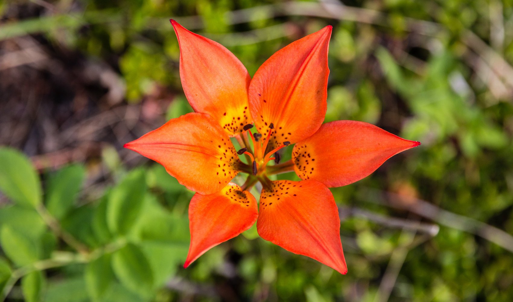 How to see wildflowers in Jasper National Park | Tourism Jasper