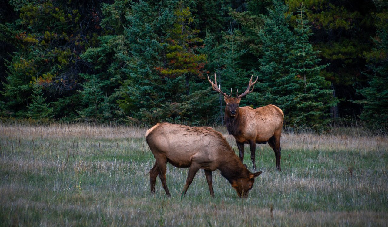Do Jasper like a local: Paul Hardy's perfect spring itinerary | Tourism ...