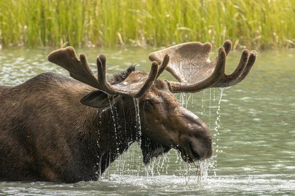 Summer Wildlife Viewing in Jasper National Park: Best Tips & Guided ...