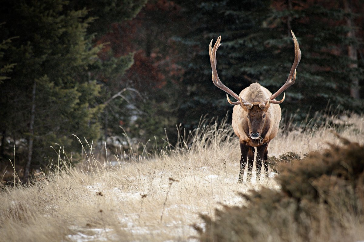 14 Marvelous Things to do in Jasper Canada This Summer | Tourism Jasper