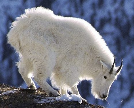 Morning Wildlife Search | Tourism Jasper