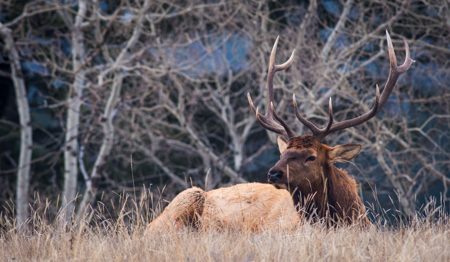 Wildlife Viewing | Tourism Jasper