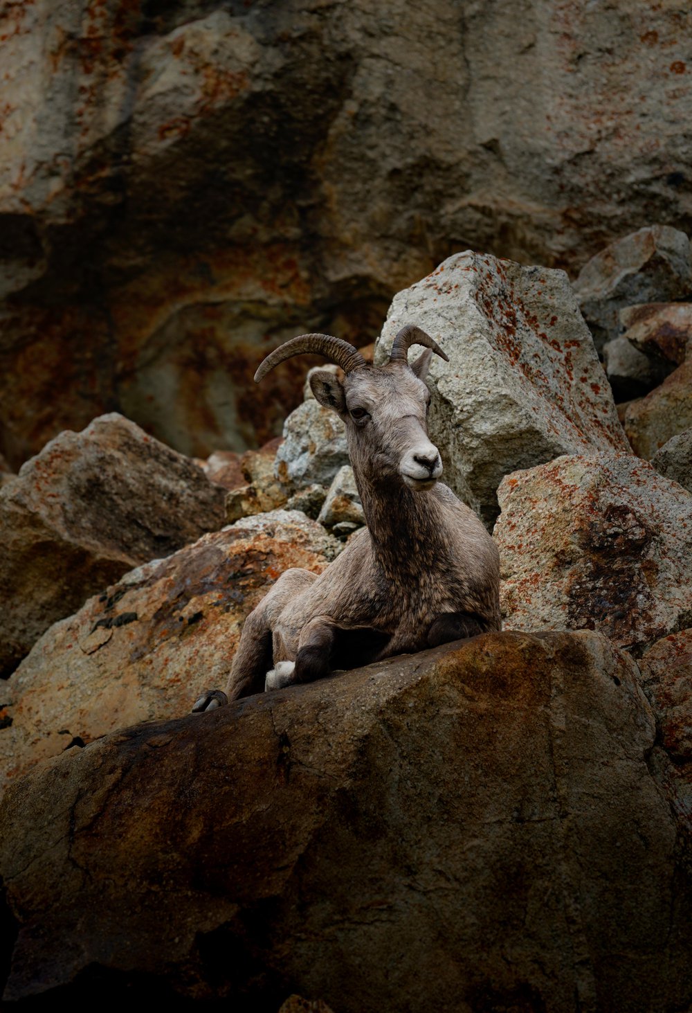 Love animals? This wildlife tour in Jasper National Park is practically ...