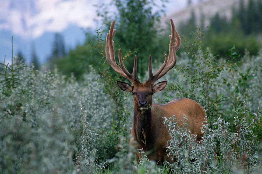 Jasper Spring Bucket List | Tourism Jasper
